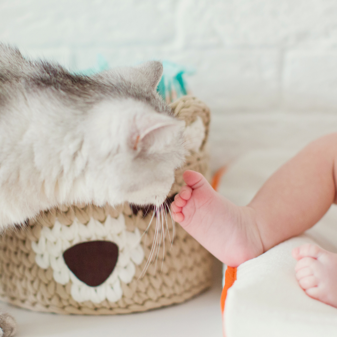 How to Prepare Your Cat for A New Baby – CatGenie