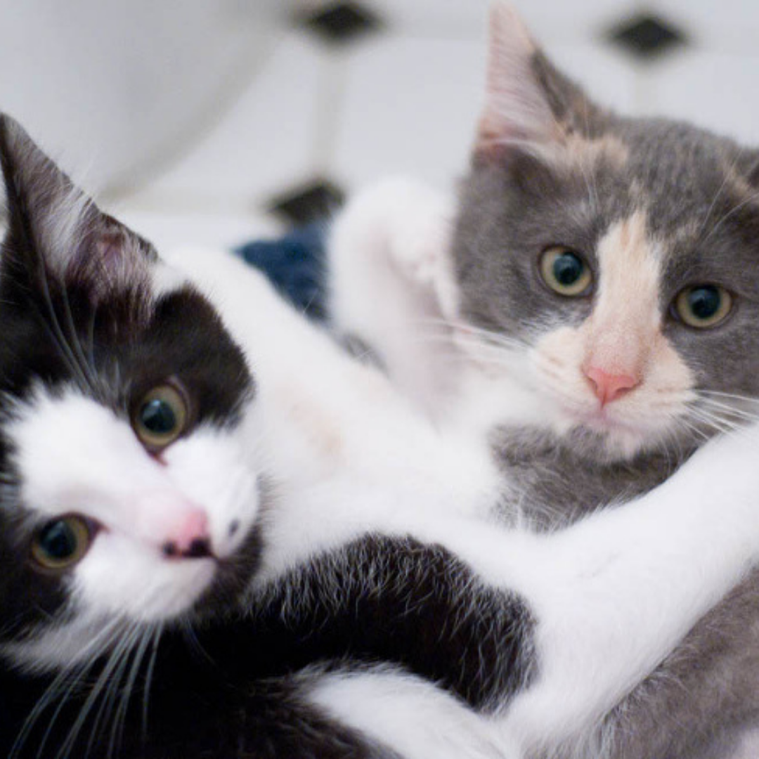 The Life Cycle of a Kitten Foster Parent – CatGenie