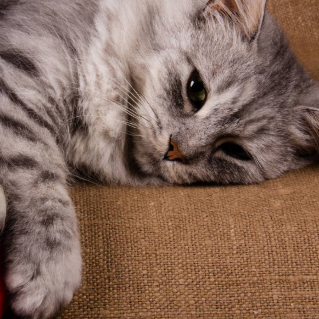 Congestive Heart Failure in Cats: Causes, Symptoms, and Treatment ...