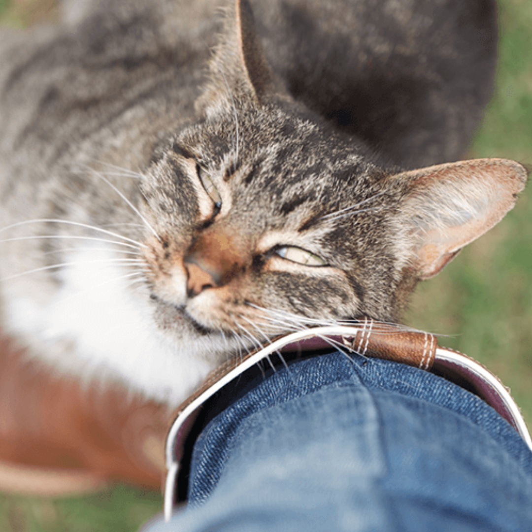 Everything You Need To Know About Cat Territory Marking – CatGenie
